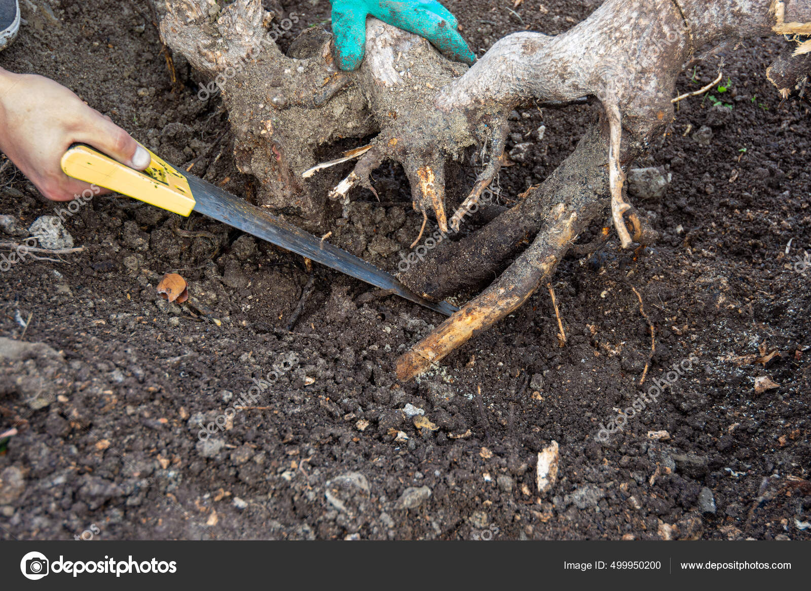 Sawing Saw Remove Tree Stump Garden — Stock Photo © PantherMediaSeller ...