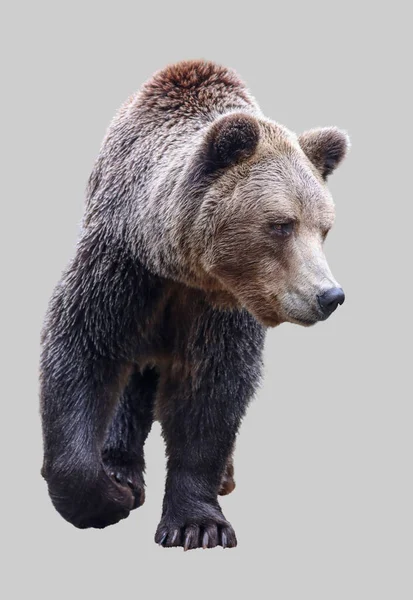 Oso ruso fotos de stock, imágenes de Oso ruso sin royalties | Depositphotos