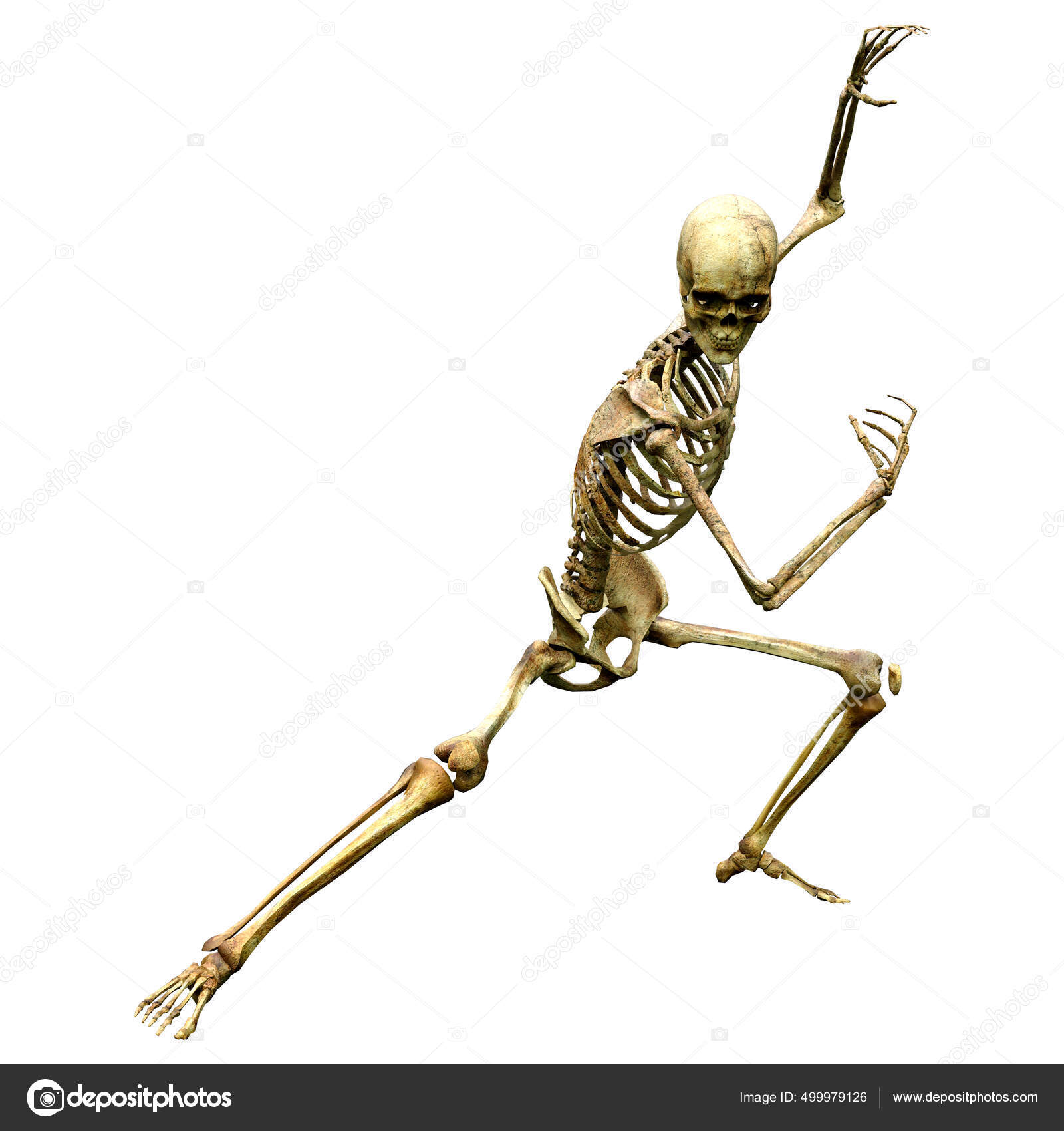 Render Skeleton Isolated White Background Stock Photo by ...