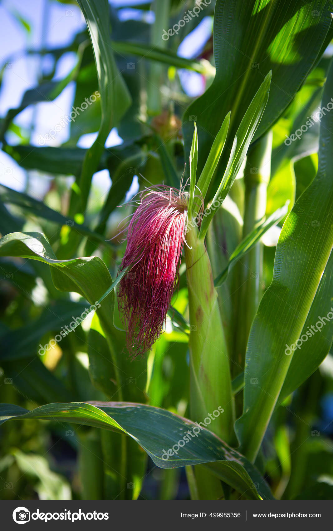 Corn Stalk Flower