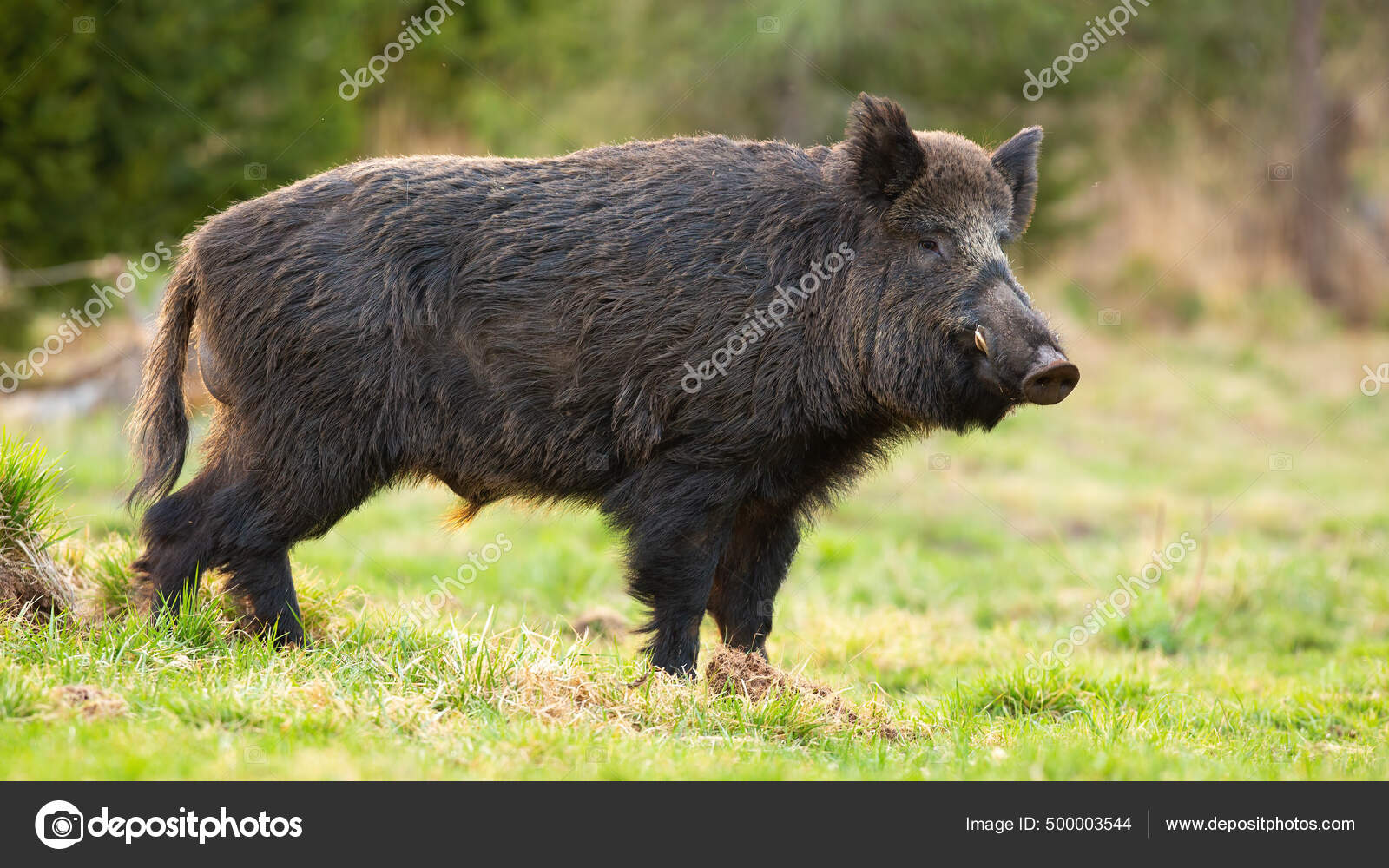 Wild Hogs Animal Teeth