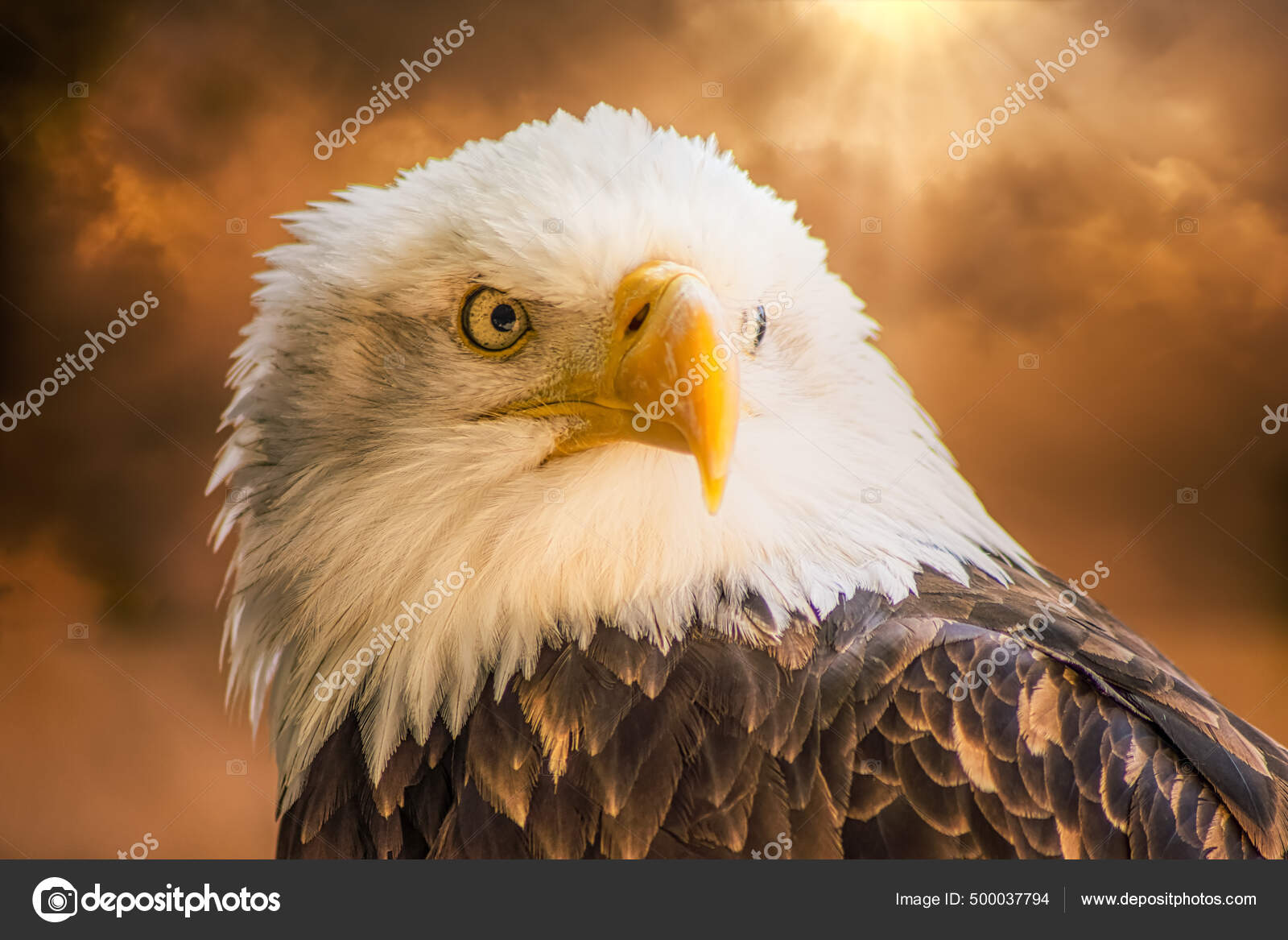 Portrait American Bald Eagle Symbol Freedom United States America ...