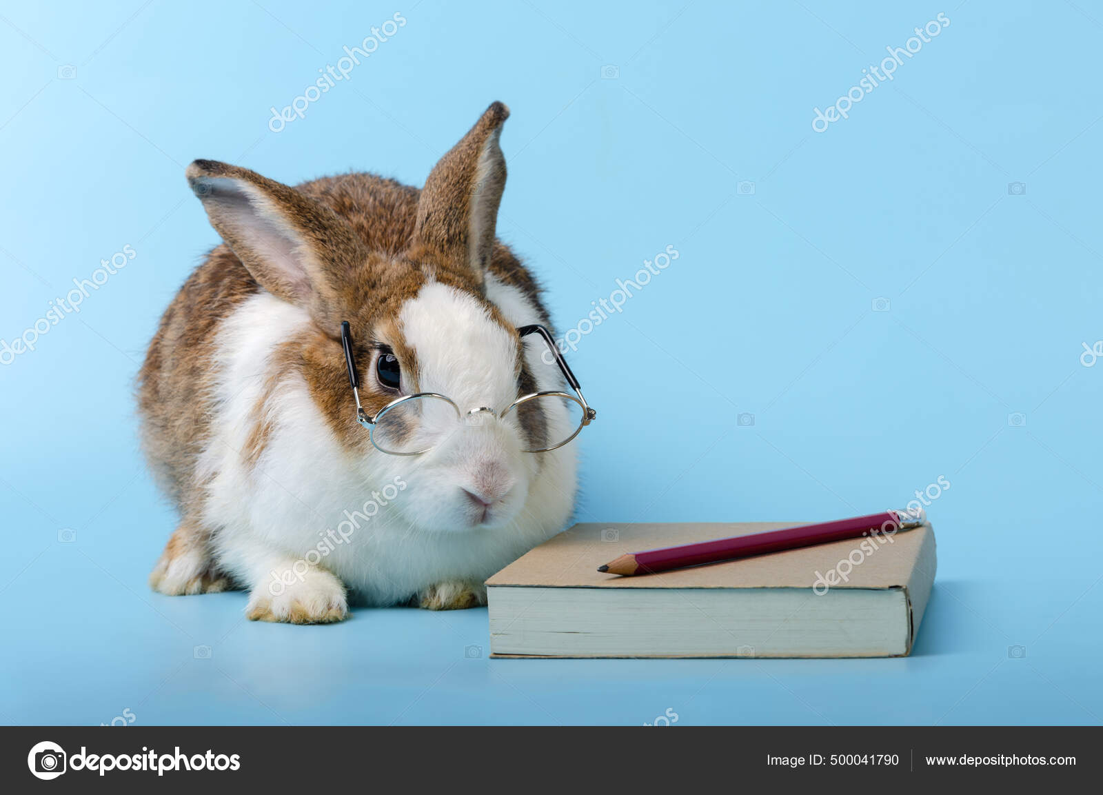 Bunny Studying