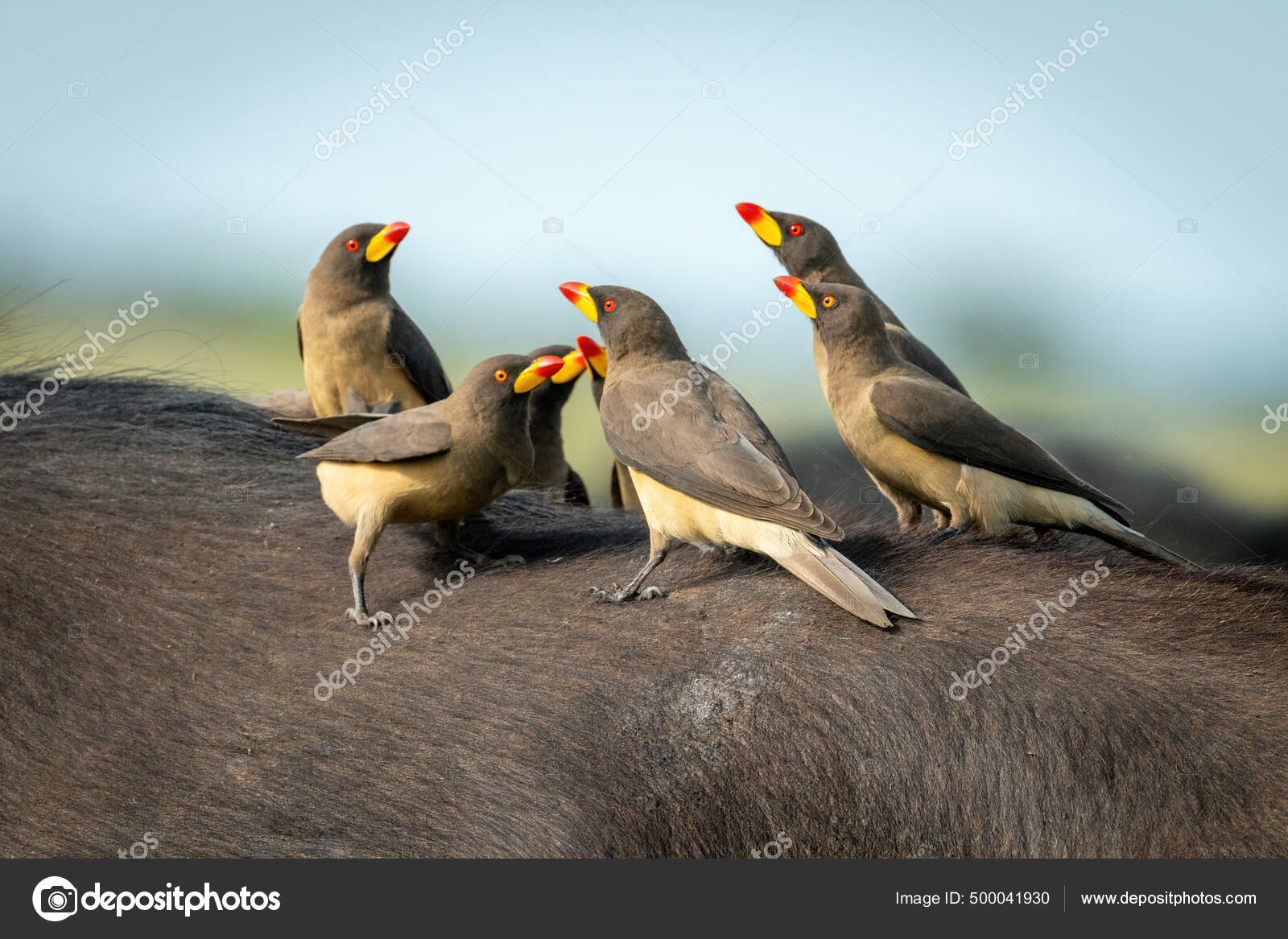 Yellow Billed Oxpeckers Stand Together Cape Buffalo — Stock Photo ...