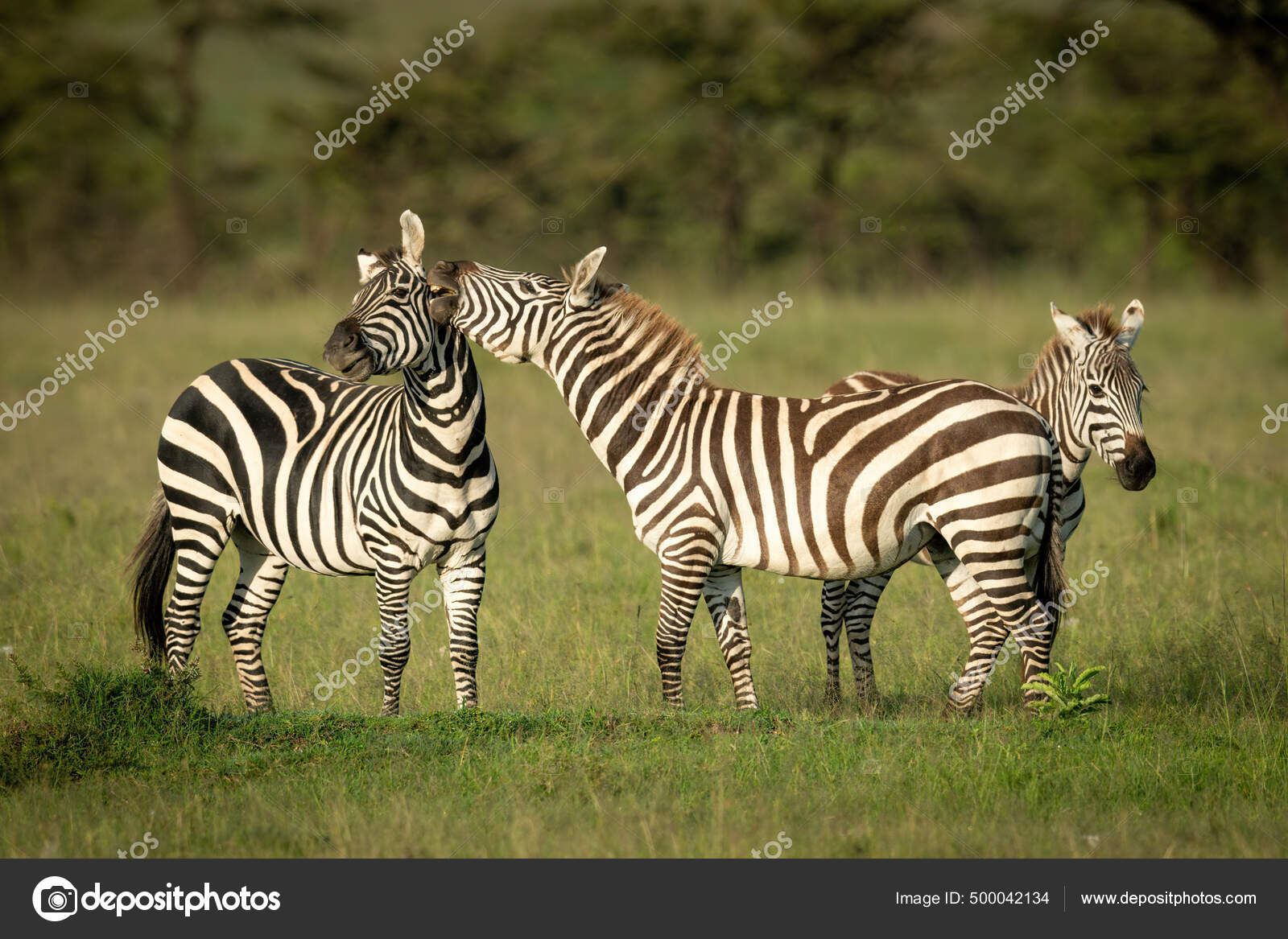 Zebra Planícies Está Mordendo Outro Potro Perto — Foto ...
