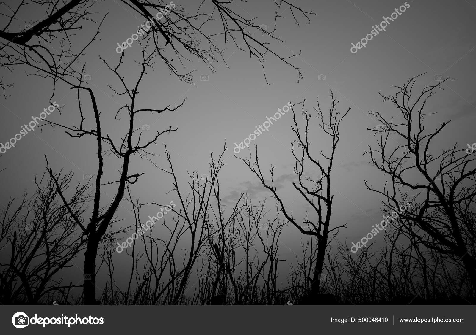 Low Angle View Silhouette Dead Tree Dark Dramatic Sky Background ...
