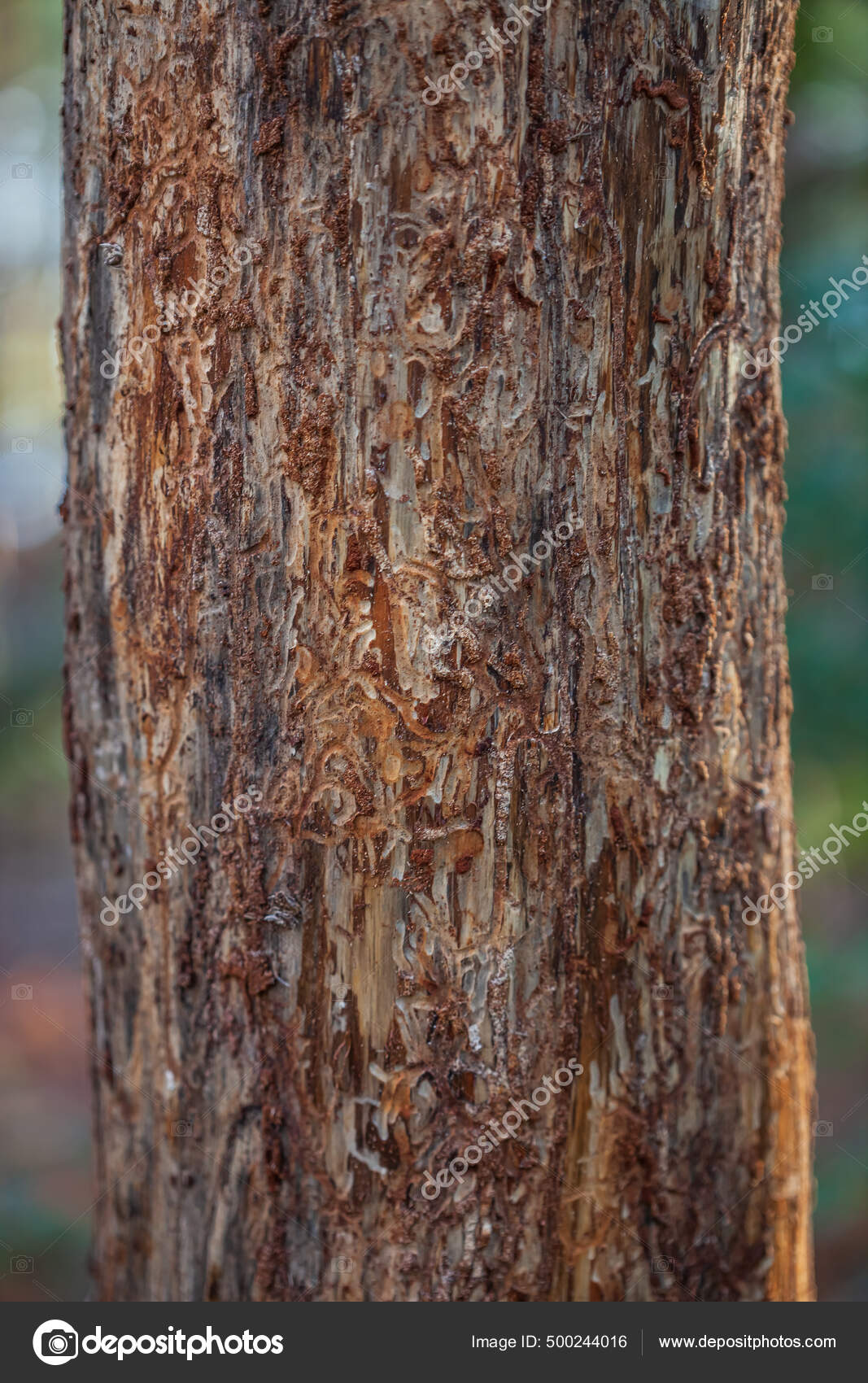 Damage Bark Beetles Stock Photo by ©PantherMediaSeller 500244016