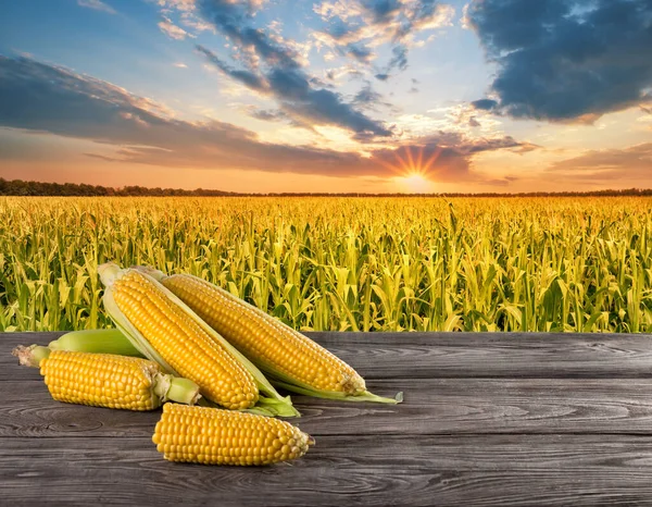 Beautiful corn fields Stock Photos, Royalty Free Beautiful corn fields ...
