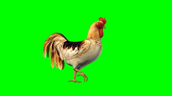 Rooster green screen cartoon Stock Photos, Royalty Free Rooster green ...
