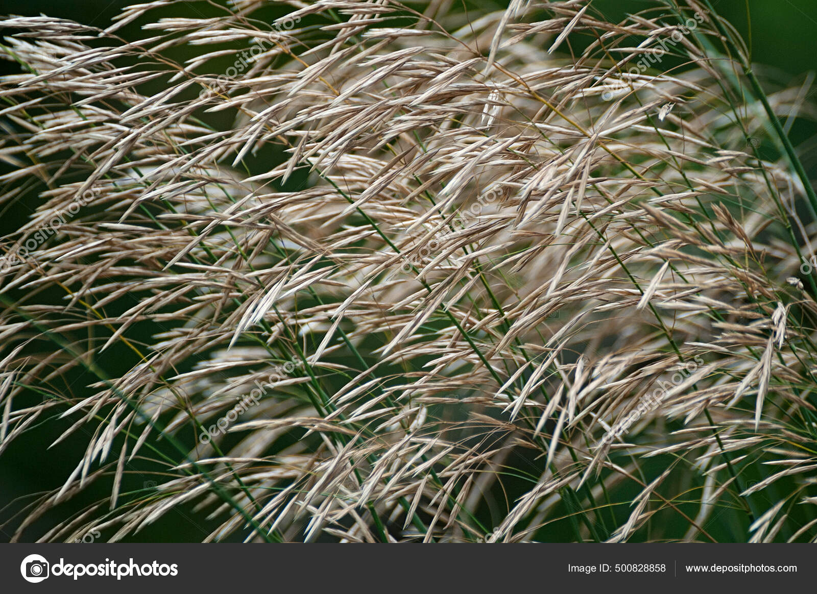 Smooth Bromegrass