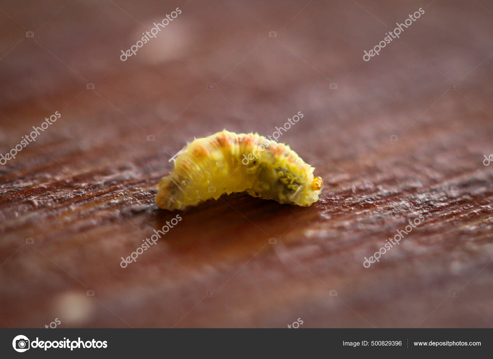 Macro Larva Maggot Insect — Stock Photo © PantherMediaSeller #500829396