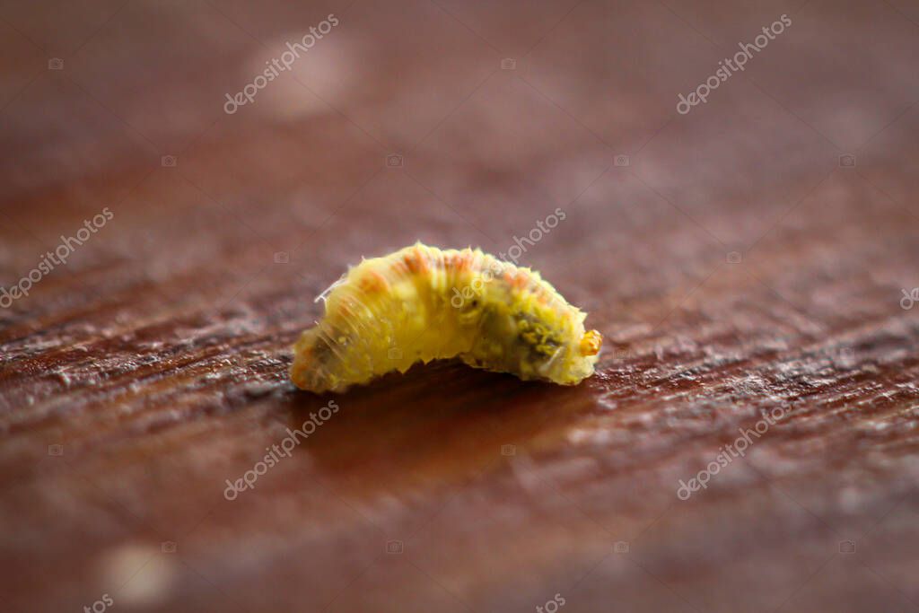 Una macro de una larva o gusano de un insecto. 2022