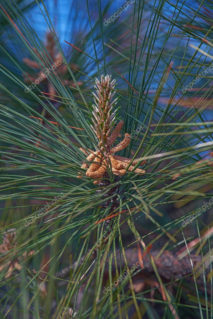 Loblolly pine (Pinus taeda). Llamado Bull Pine y Old-field Pine también ...