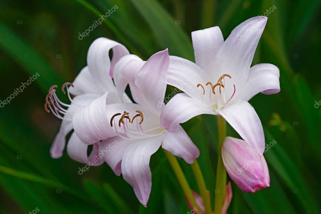 Sra. James Hendry crinum lily (Crinum x hybrid Mrs. James Hendry). Híbrido entre Crinum x ...