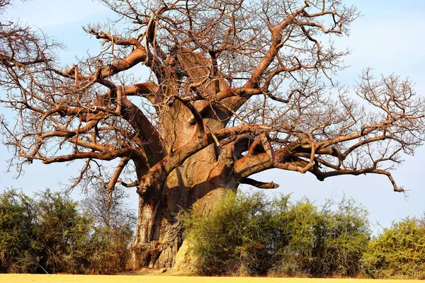 Mahango park Stock Photos, Royalty Free Mahango park Images | Depositphotos