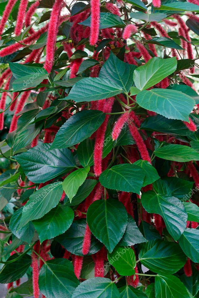 Planta de chenilla (Acalypha hispida). Llamado Filipinas Medusa, cola ...