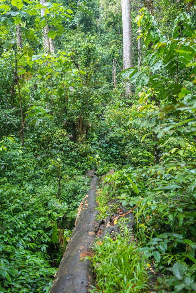 Gunung Leuser National Park Alle tips, reviews en reizen vind je op ...