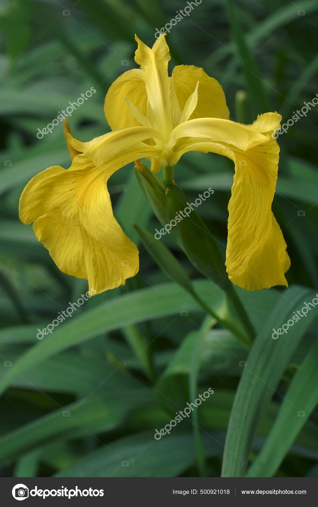 Iris Bandera Amarilla Iris Pseudacorus Llamado Iris Amarillo Bandera ...