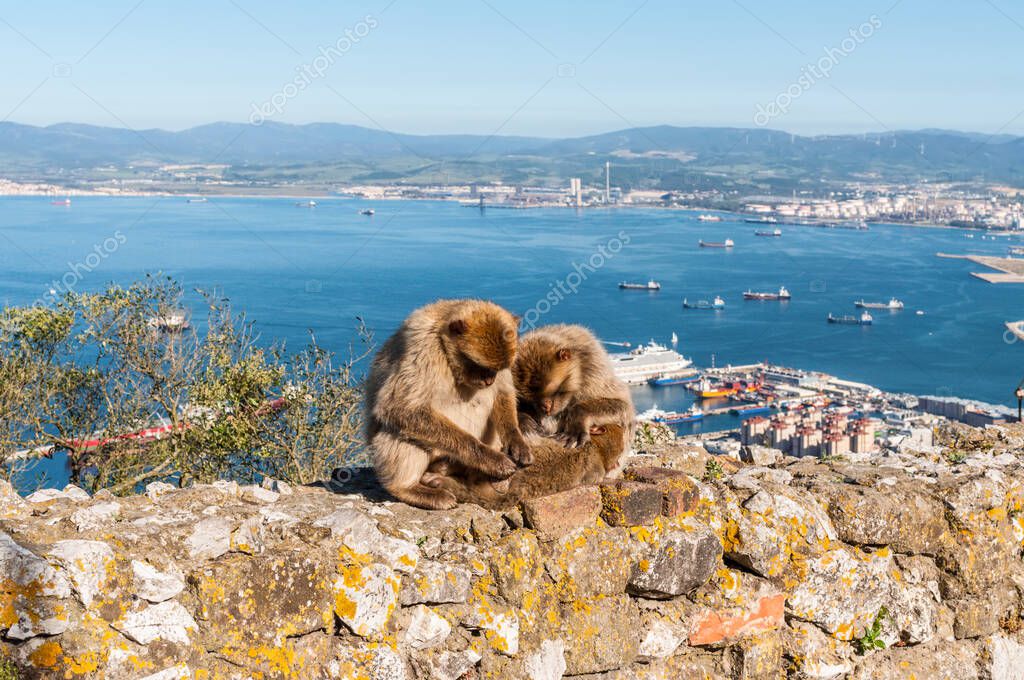 Famosos macacos salvajes que se relajan en Gibraltar Rock. Los monos ...