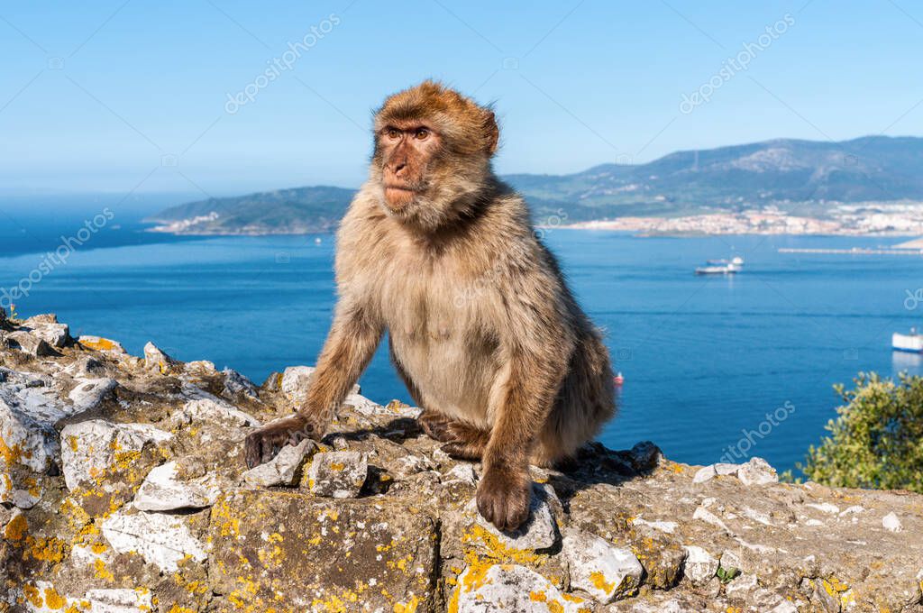 Famoso macaco salvaje que se relaja en Gibraltar Rock. Los monos ...