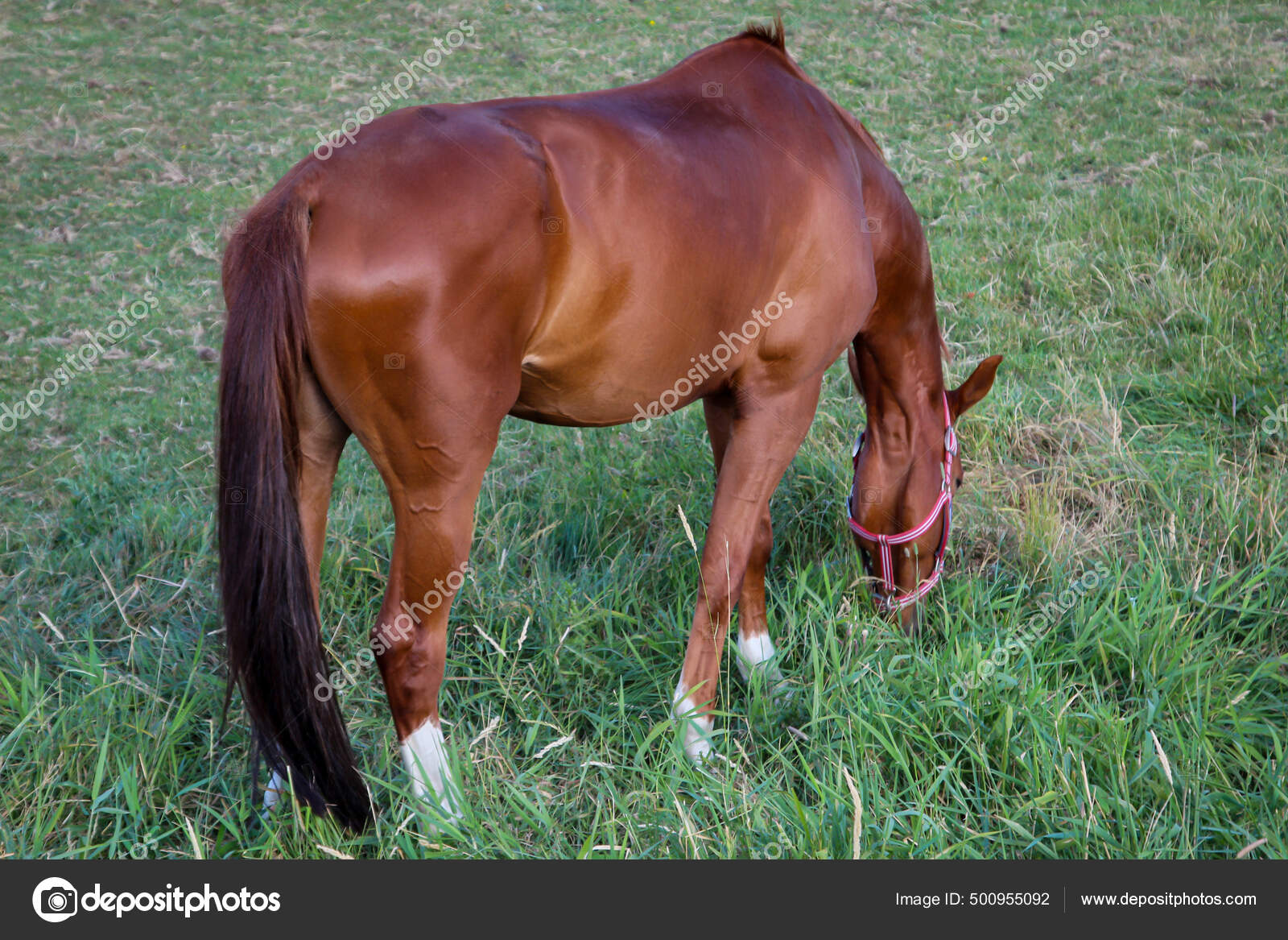 Horse Horses Stallion Pasture Paddock While Grazing — Stock Photo ...