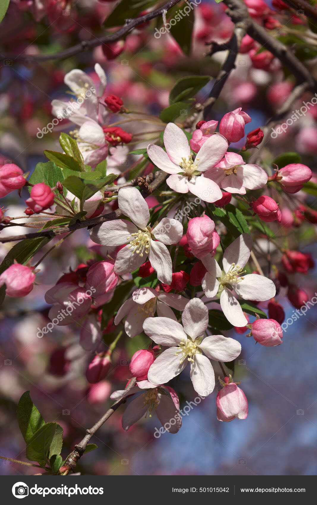 Malus Floribunda Crabapple