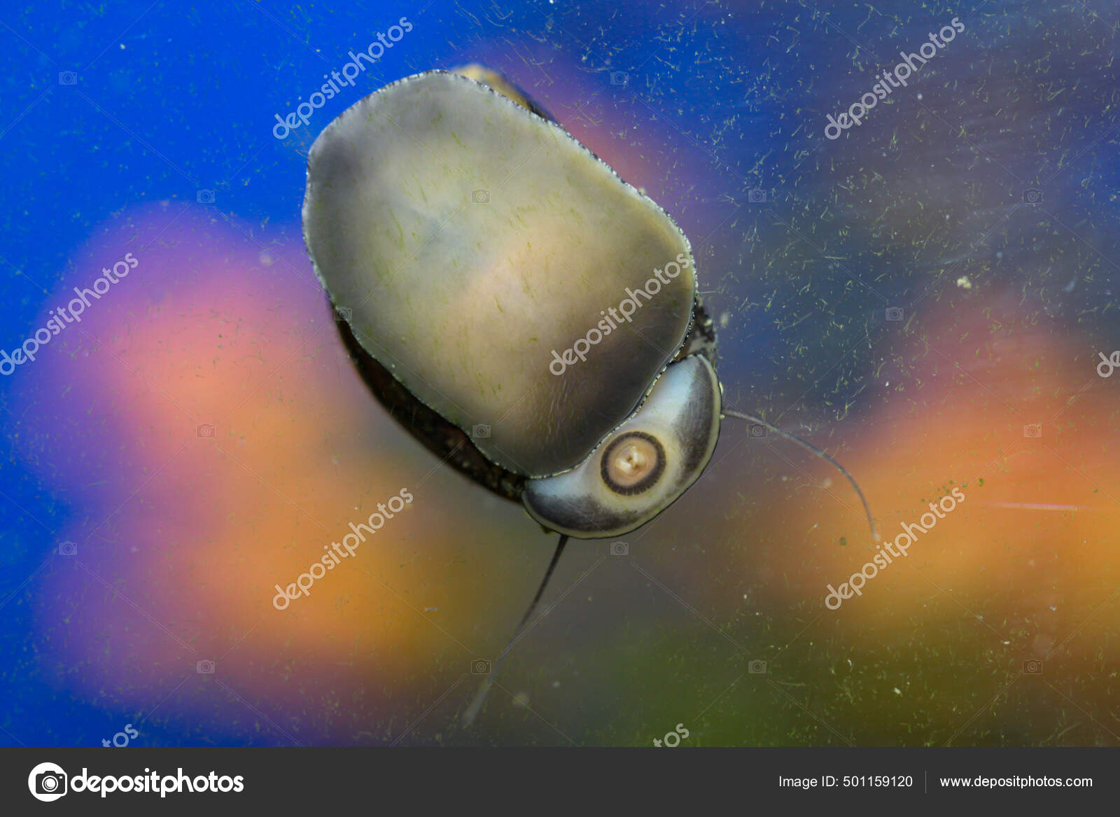 Zebra Racing Snail Neritina Turrita Seen Aquarium Pane While Grazing ...