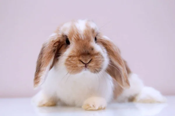 Holland lop rabbit Stock Photos, Royalty Free Holland lop rabbit Images ...