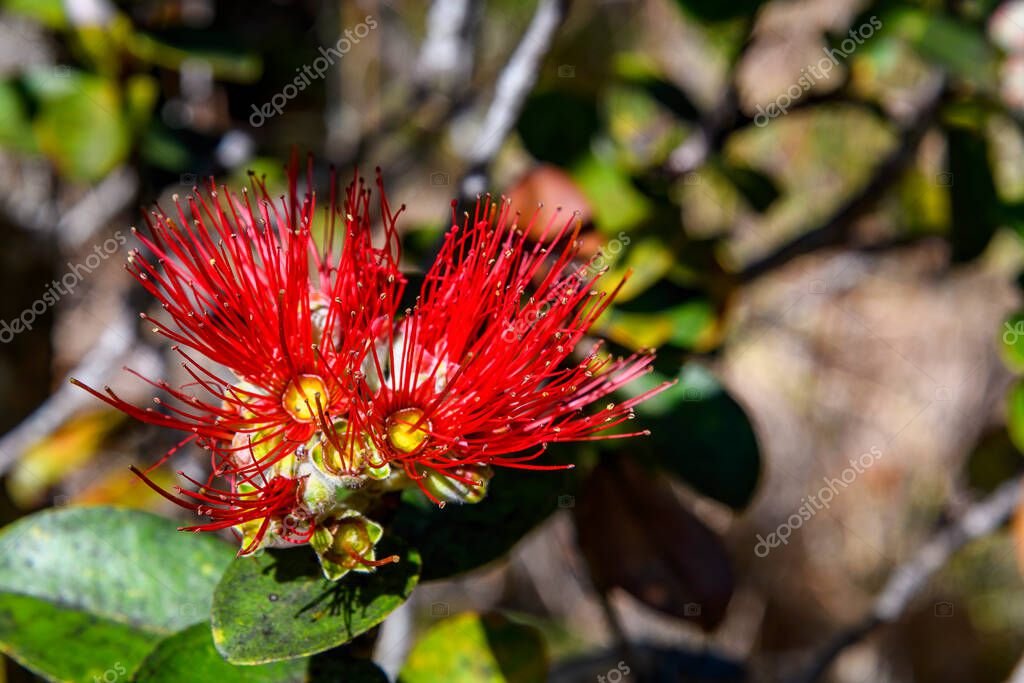 Ahi'a Lehua Blossom on Tree (Metrosideros polymorpha),Devastation Trail ...