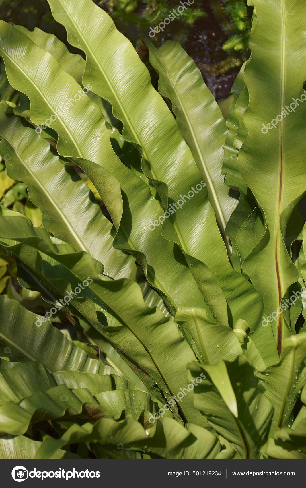 Asplenium Nidus Leaf
