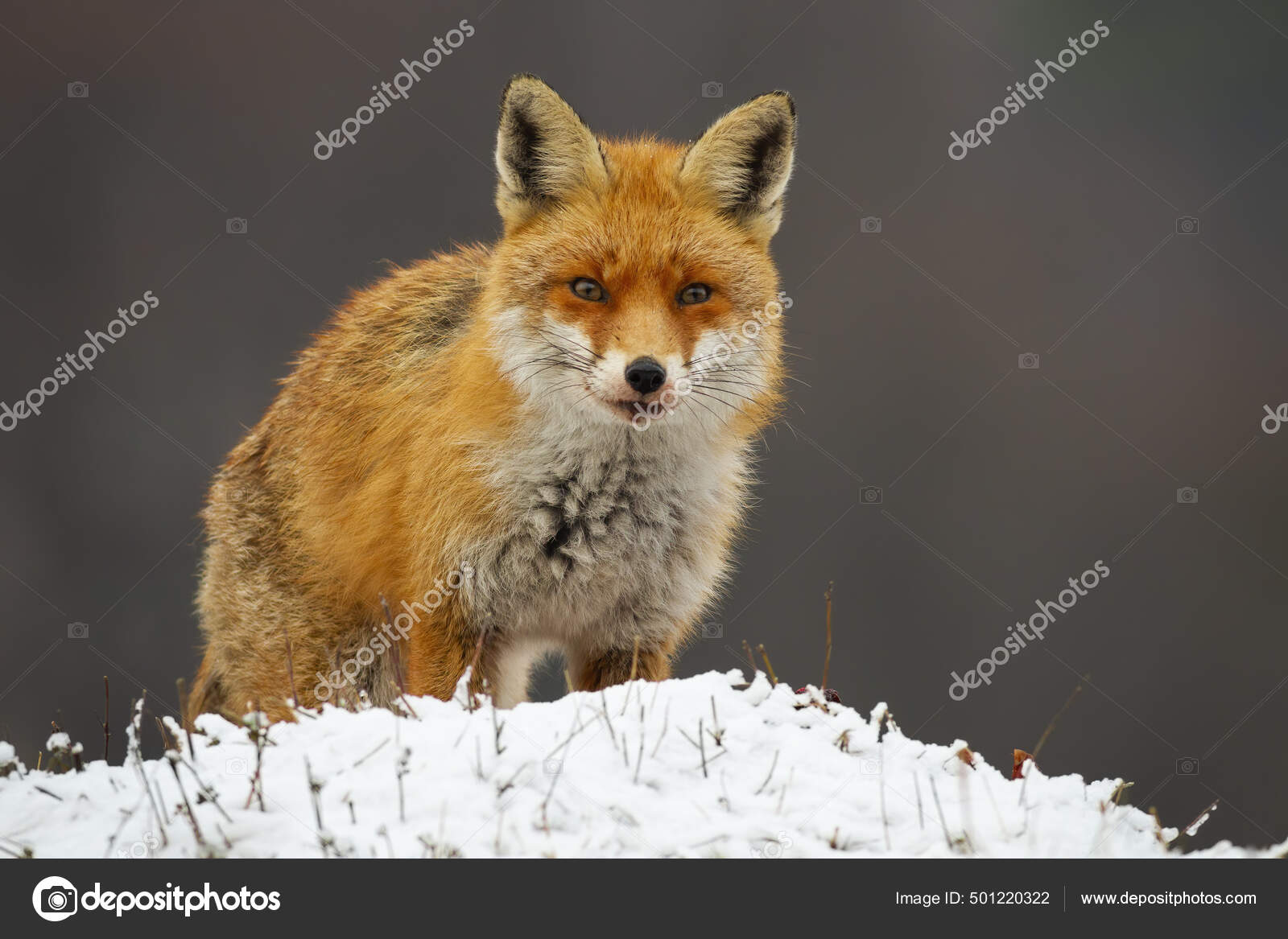 Dangerous Red Fox Vulpes Vulpes Standing Meadow Winter Nature Alert ...