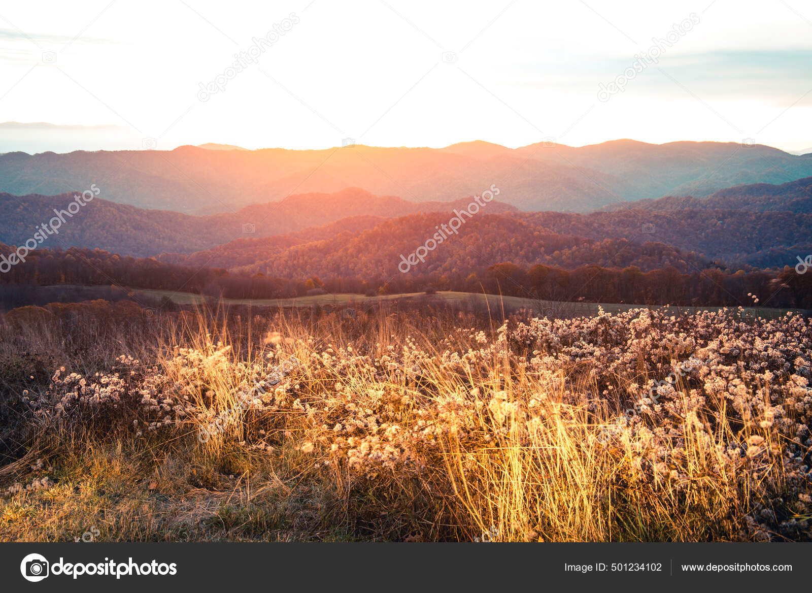 Adobe Dreamstime Deposit Shutterstock Istock Alamy 500 Panther — Stock ...