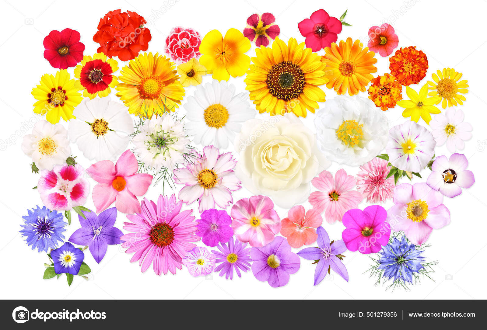 Collection Different Garden Flowers Sorted Color — Stock Photo ...