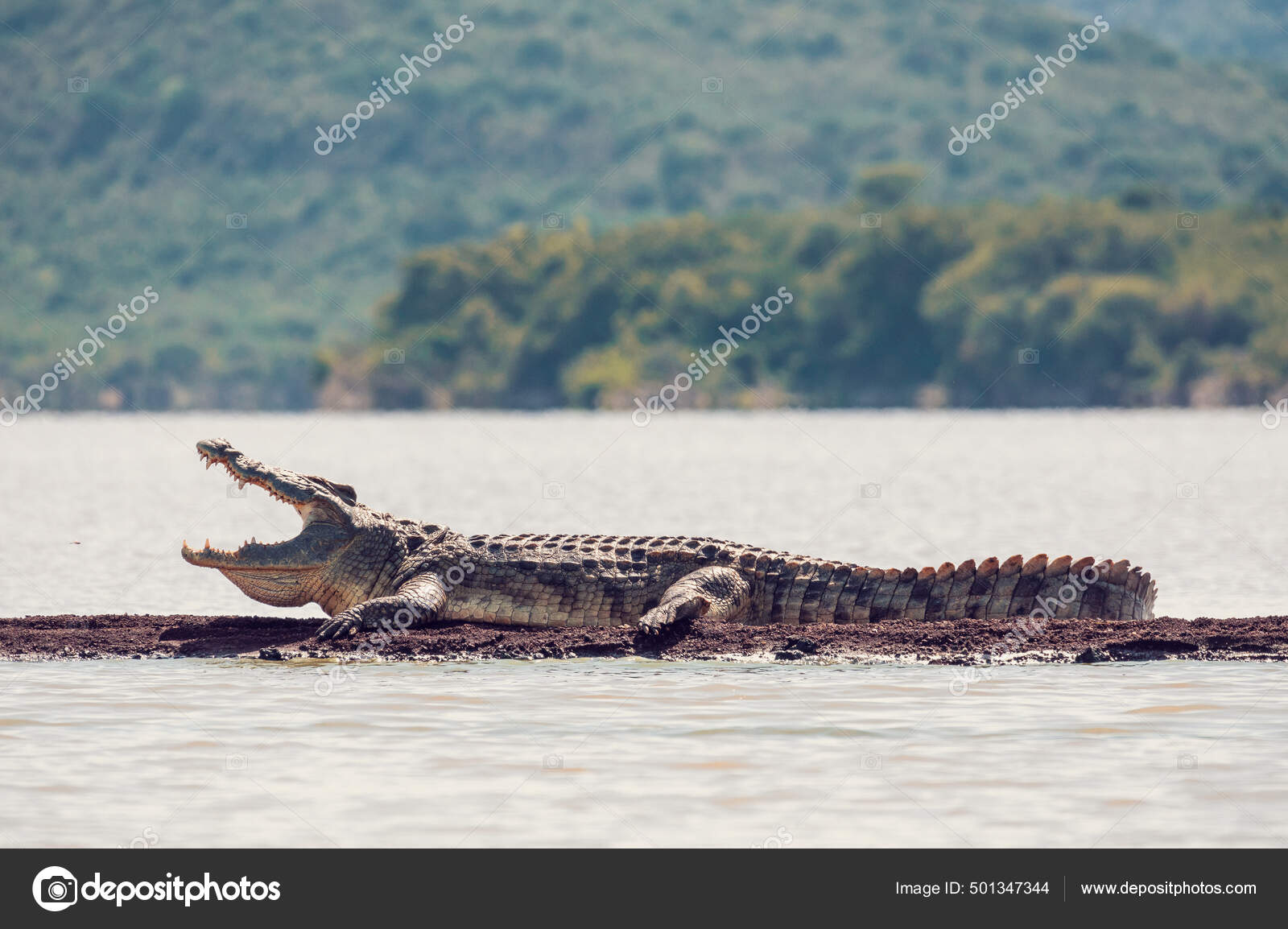 Großes Reptil Nilkrokodil Mit Offenem Maul Crocodylus Niloticus Größtes ...