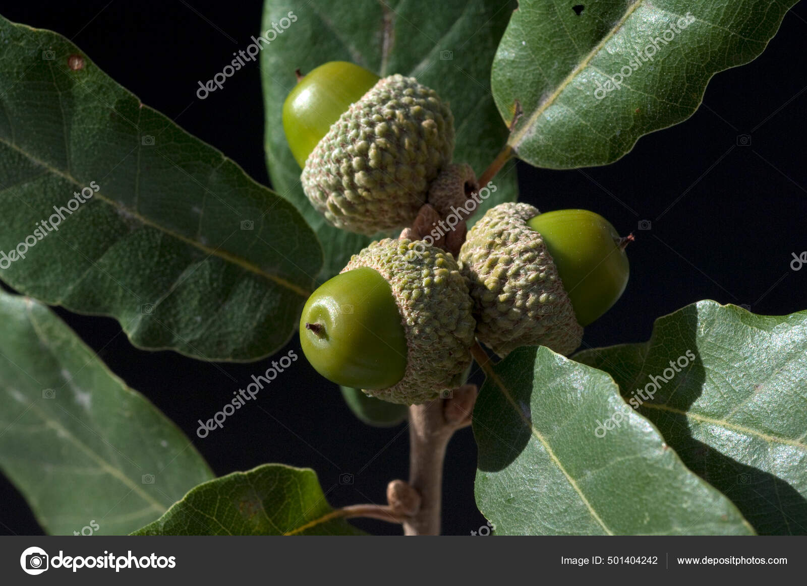 Aleppo Eiche Quercus Infectoria Aleppoeiche Stock Photo by ...