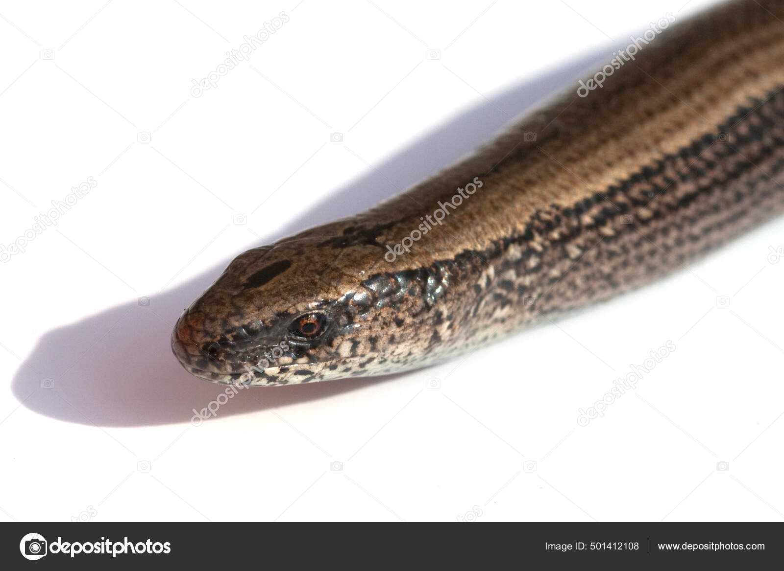 Blindschleiche Anguis Fragilis Echsenart Echse Stock Photo by ...