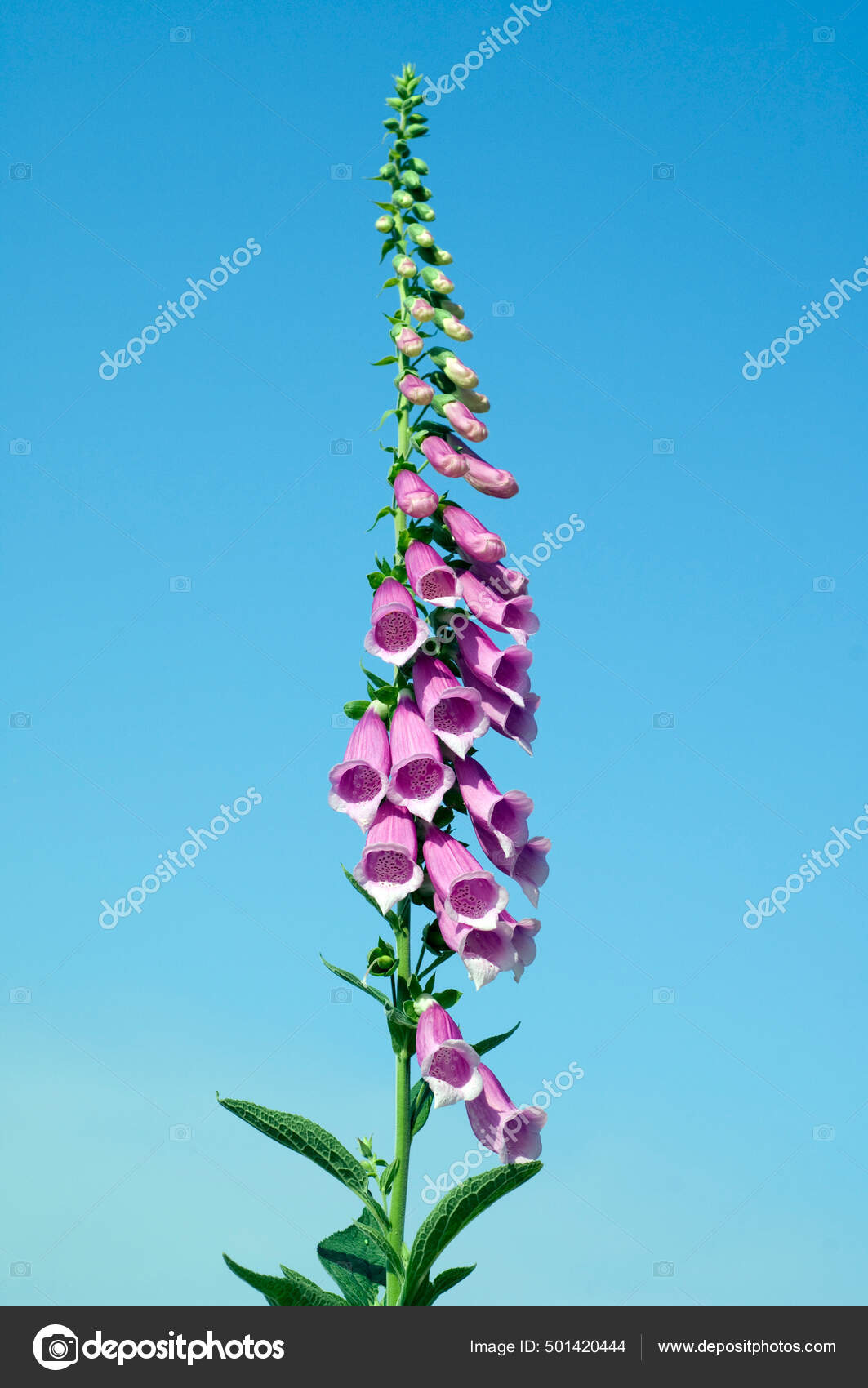 Blue Foxglove Flower