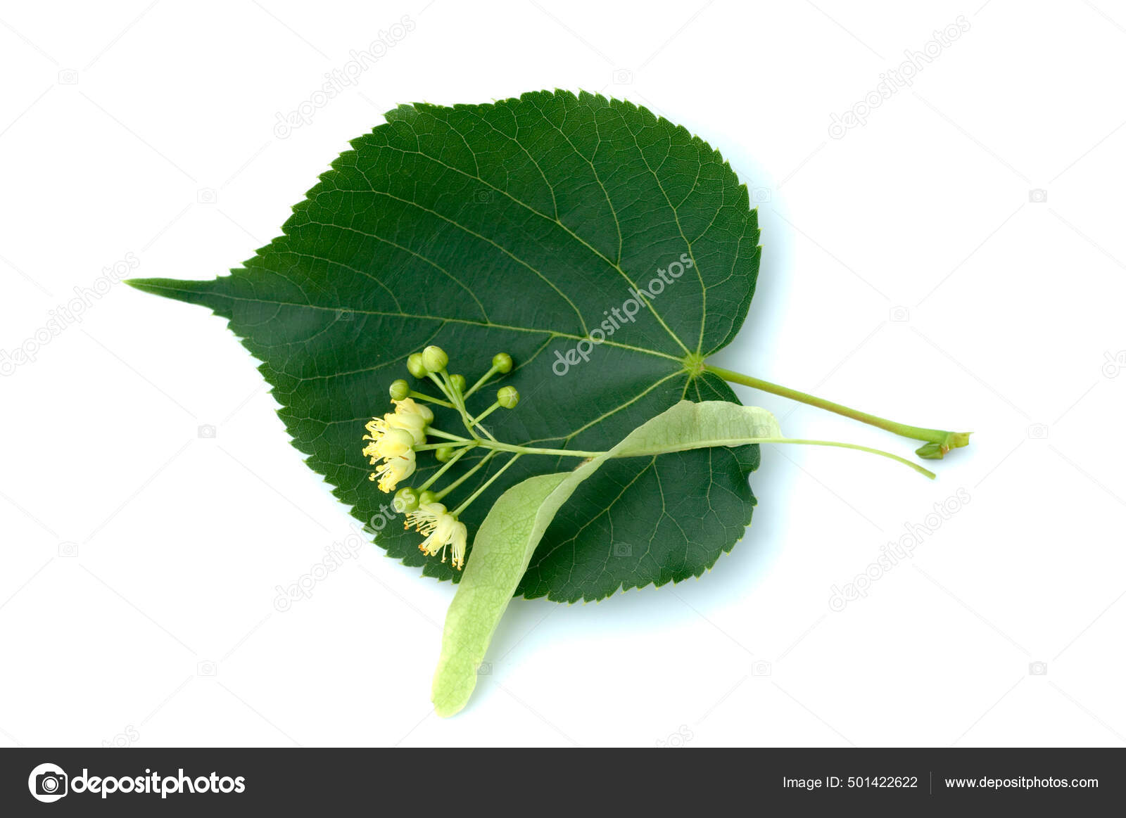 Green Leaf Linden Tree Isolated White Background — Stock Photo ...