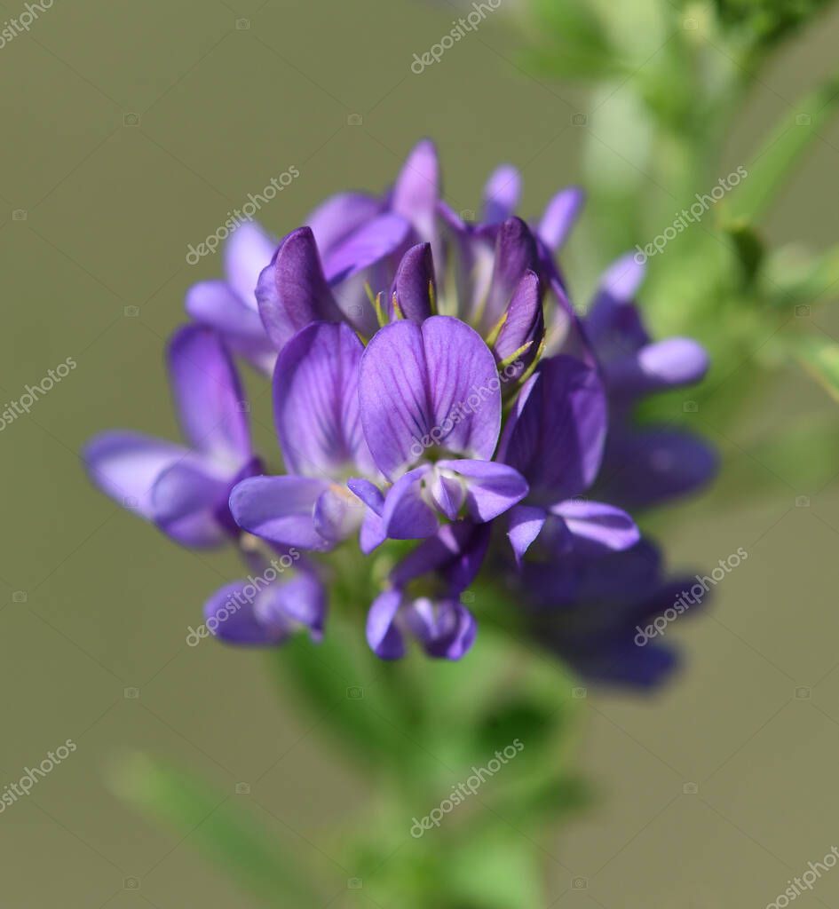 Luzerne, Medicago sativa, ist in erster Linie eine Futterpflanze. Sie ...