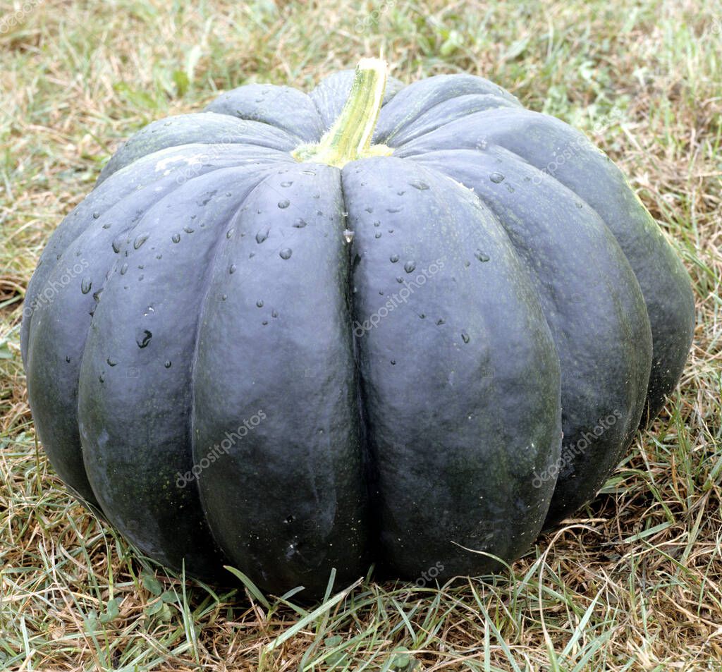 Speisekuerbis, Cucurbita pepo, Muscat de Provence, Muskat 2022