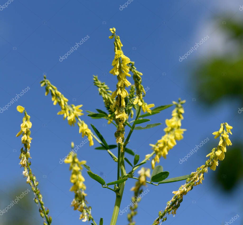 Steinklee, Melilotus officinalis, ist eine wichtige Heil- und Medizinalpflanze und mit weissen ...