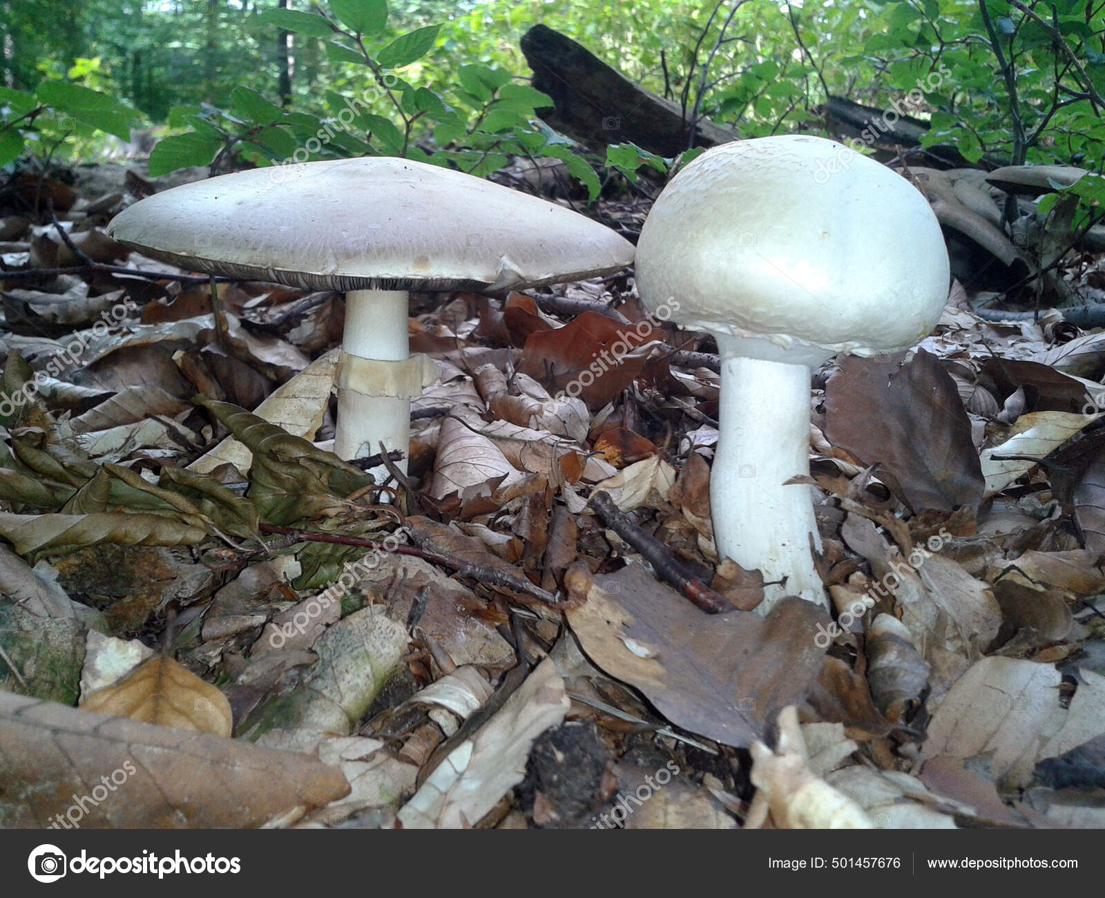 Agaricus Silvaticus