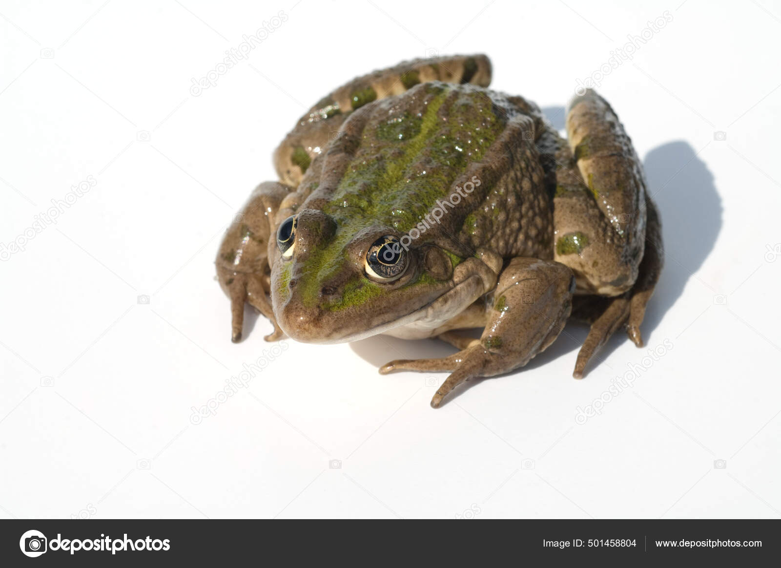 Frog White Background — Stock Photo © PantherMediaSeller #501458804