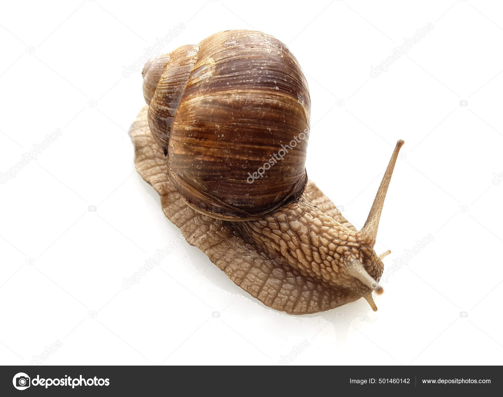 Snail White Background — Stock Photo © PantherMediaSeller #501460142