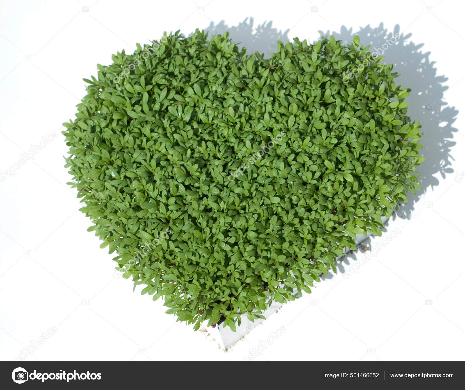 Kresseherz Kresse Gartenkresse Lepidium Sativum Stock Photo by ...