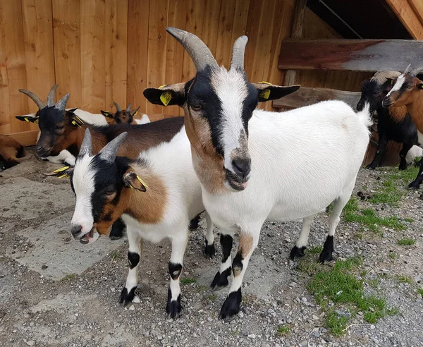 Geiss Stock Photos, Royalty Free Geiss Images | Depositphotos