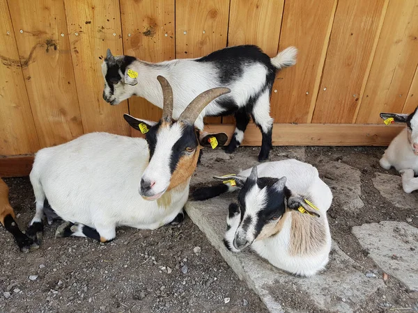 Geiss Stock Photos, Royalty Free Geiss Images | Depositphotos