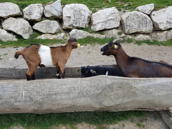 Geiss Stock Photos, Royalty Free Geiss Images | Depositphotos