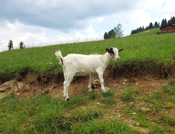 Geiss Stock Photos, Royalty Free Geiss Images | Depositphotos