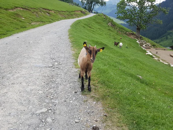 Geiss Stock Photos, Royalty Free Geiss Images | Depositphotos